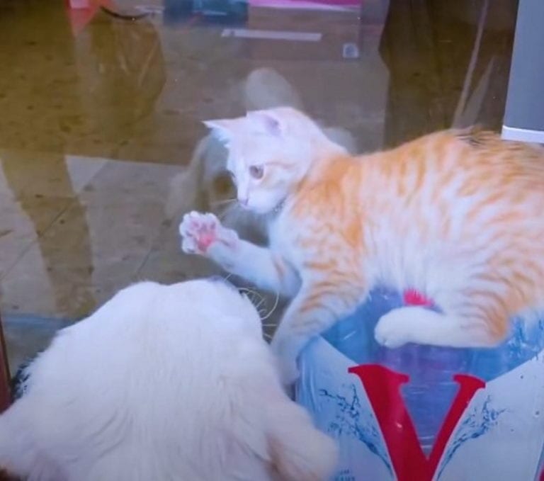 Service dog is extremely awkward around other dogs until he meets a ...