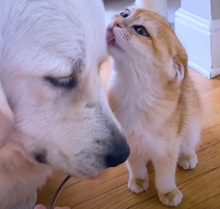 Service dog is extremely awkward around other dogs until he meets a ...