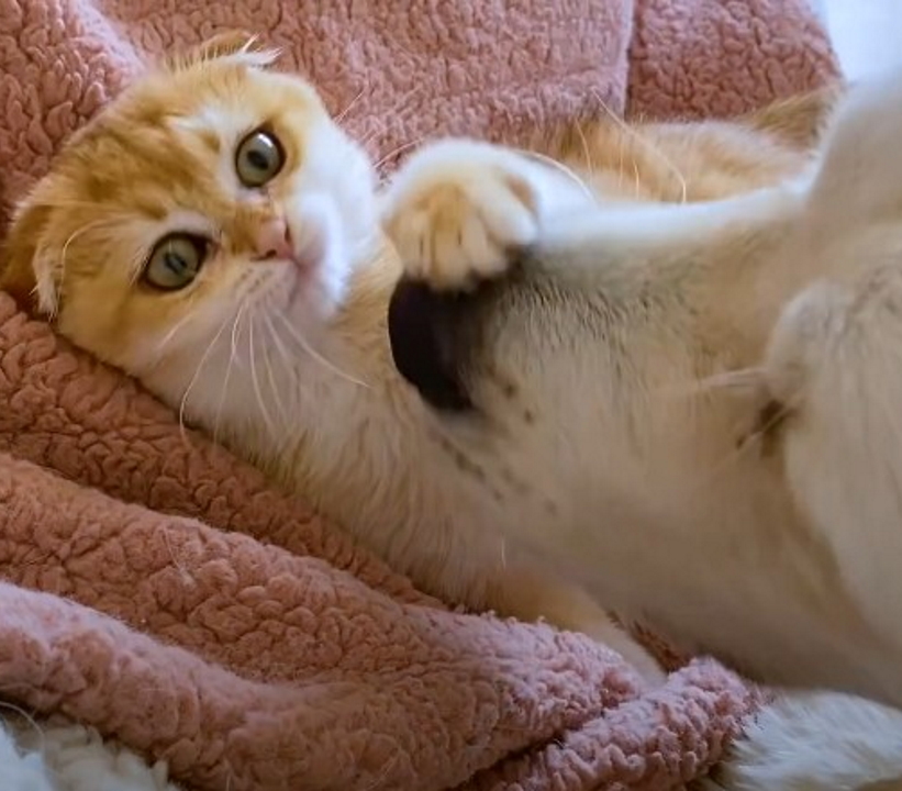 Service dog is extremely awkward around other dogs until he meets a ...