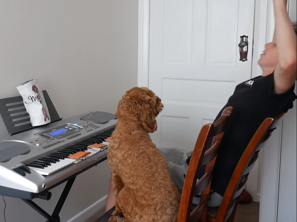Lad Attempts to Teach His Labradoodle to Play Piano With Him