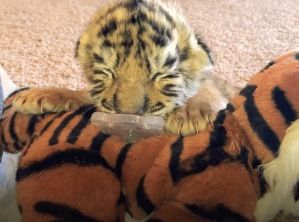Tiger cub bound for the circus gets rescued and grows up into happiest cat