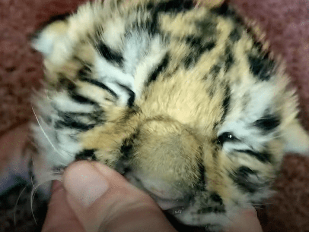 Tiger cub bound for the circus gets rescued and grows up into happiest cat