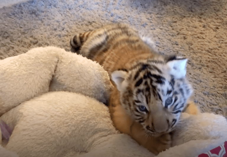 Tiger cub bound for the circus gets rescued and grows up into happiest cat
