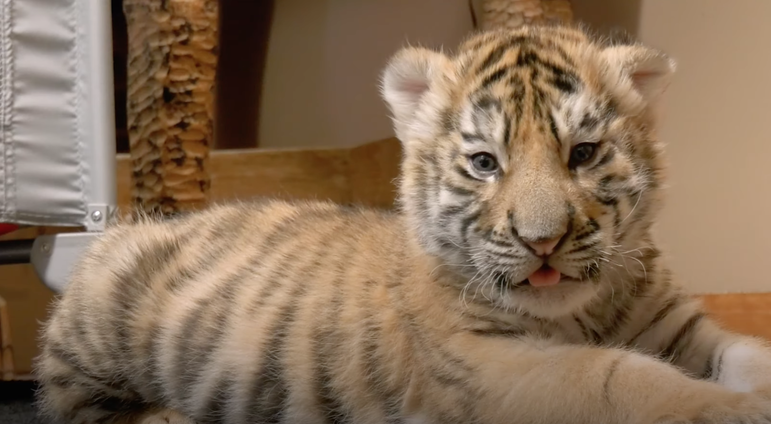 Tiger cub bound for the circus gets rescued and grows up into happiest cat