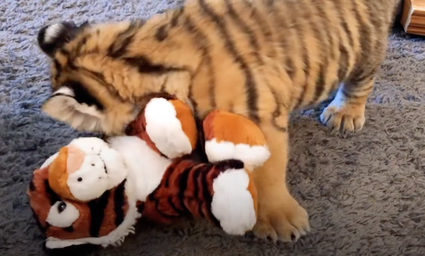 Tiger cub bound for the circus gets rescued and grows up into happiest cat