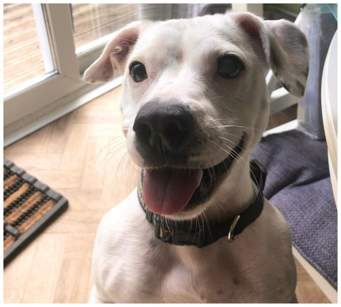 Stray dog's adorable smile charms everyone she meets