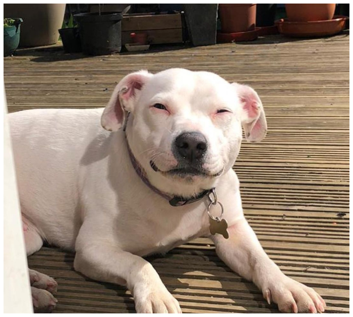 Stray dog's adorable smile charms everyone she meets