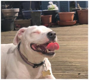 Stray dog's adorable smile charms everyone she meets