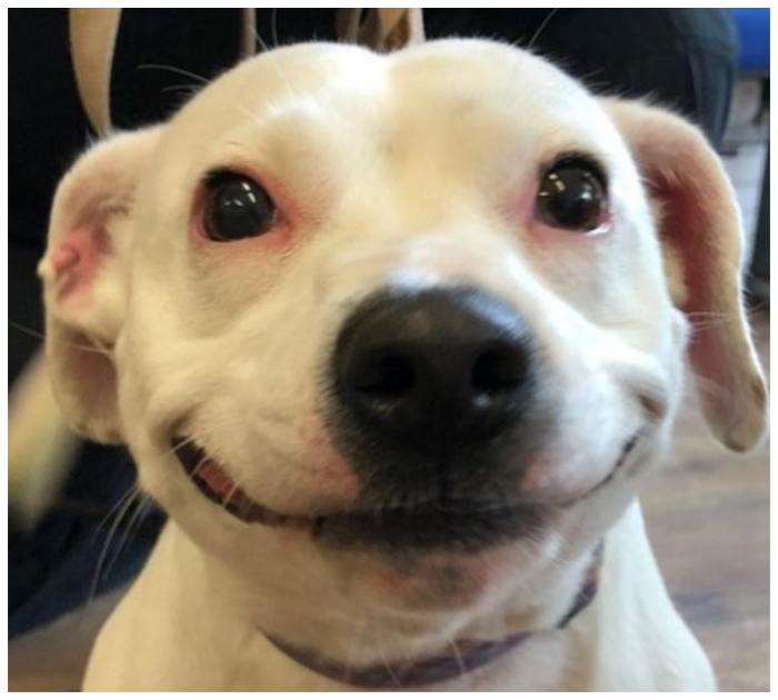 Stray dog's adorable smile charms everyone she meets
