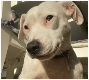 Stray dog's adorable smile charms everyone she meets
