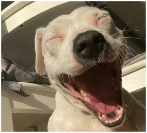 Stray dog's adorable smile charms everyone she meets