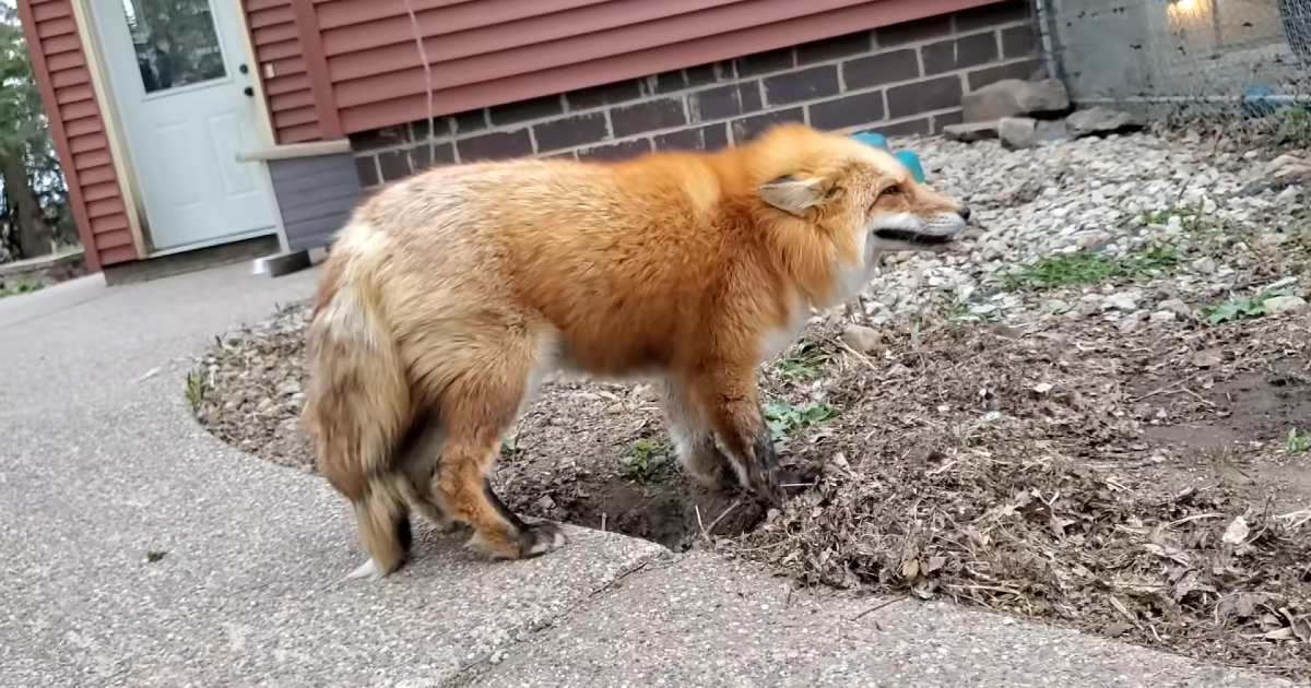 Video With 54 Million Views Shows Foxs’ Adorable “Giggle”