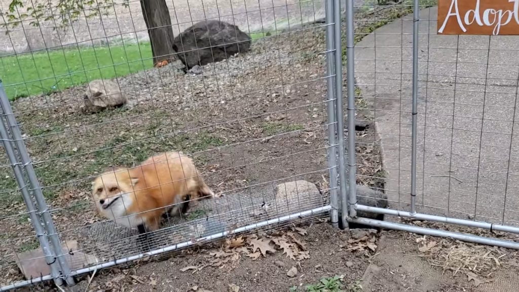 Video With 54 Million Views Shows Foxs’ Adorable “Giggle”