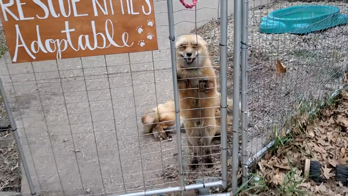 Video With 54 Million Views Shows Foxs’ Adorable “Giggle”