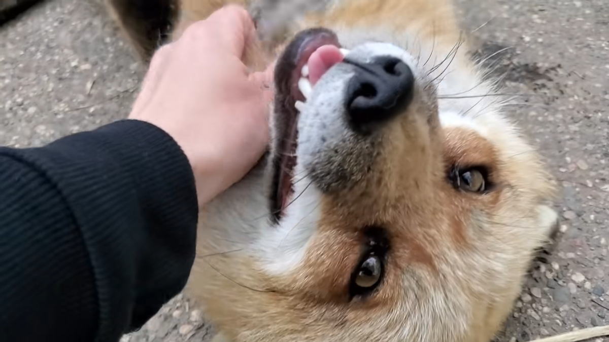 Video With 54 Million Views Shows Foxs’ Adorable “Giggle”
