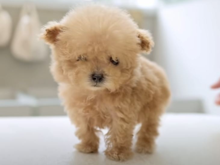 Tiniest 3-month-old puppy gets groomed for the first time