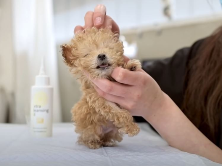 Tiniest 3-month-old puppy gets groomed for the first time