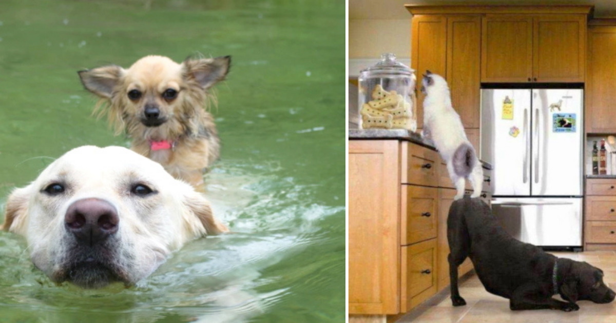 35+ Animals Who Make Us Laugh With Their Teamwork