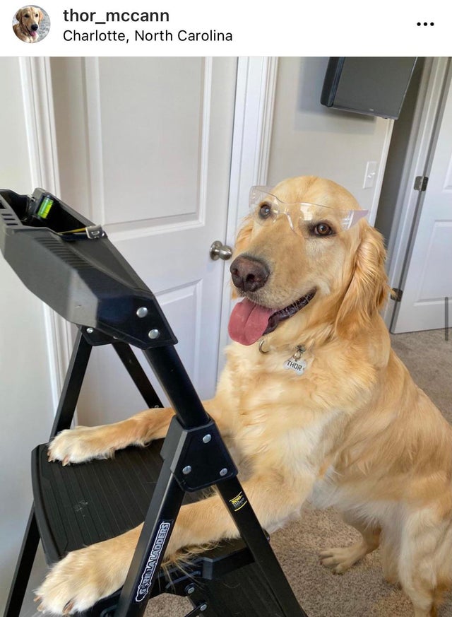 55 Hardworking Dogs with Jobs Prove Why They Deserve to Be Our Best Friends