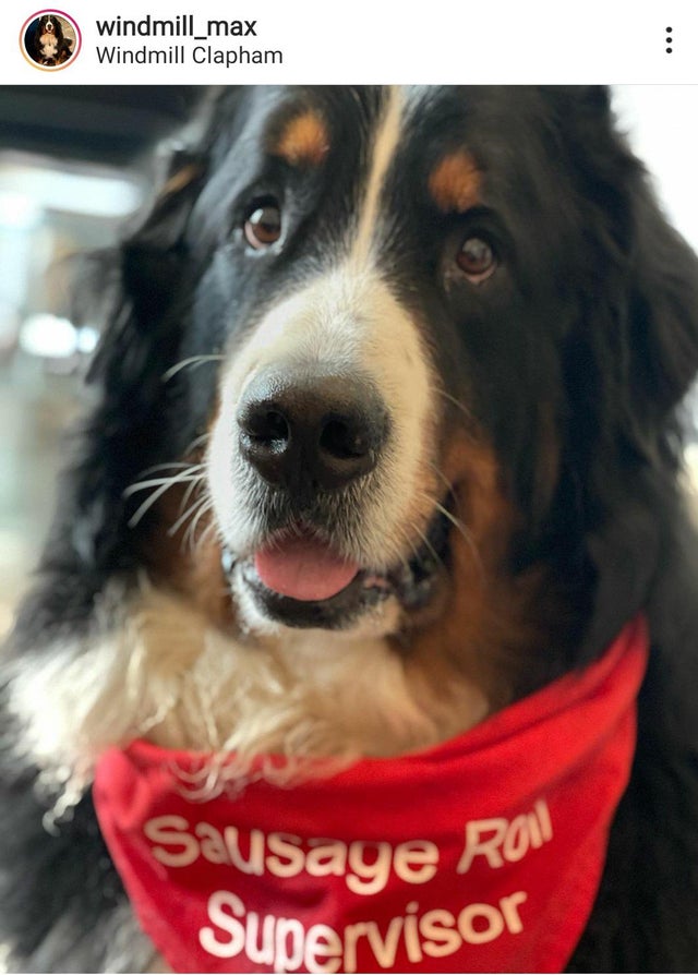 55 Hardworking Dogs with Jobs Prove Why They Deserve to Be Our Best Friends