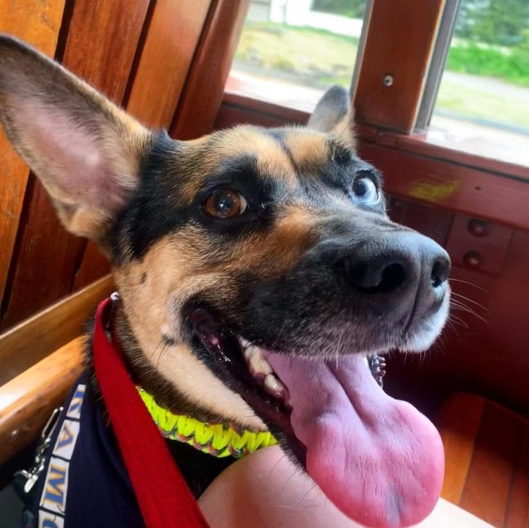 55 Hardworking Dogs with Jobs Prove Why They Deserve to Be Our Best Friends