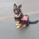 55 Hardworking Dogs with Jobs Prove Why They Deserve to Be Our Best Friends