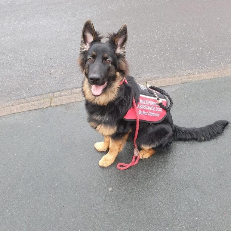 55 Hardworking Dogs with Jobs Prove Why They Deserve to Be Our Best Friends