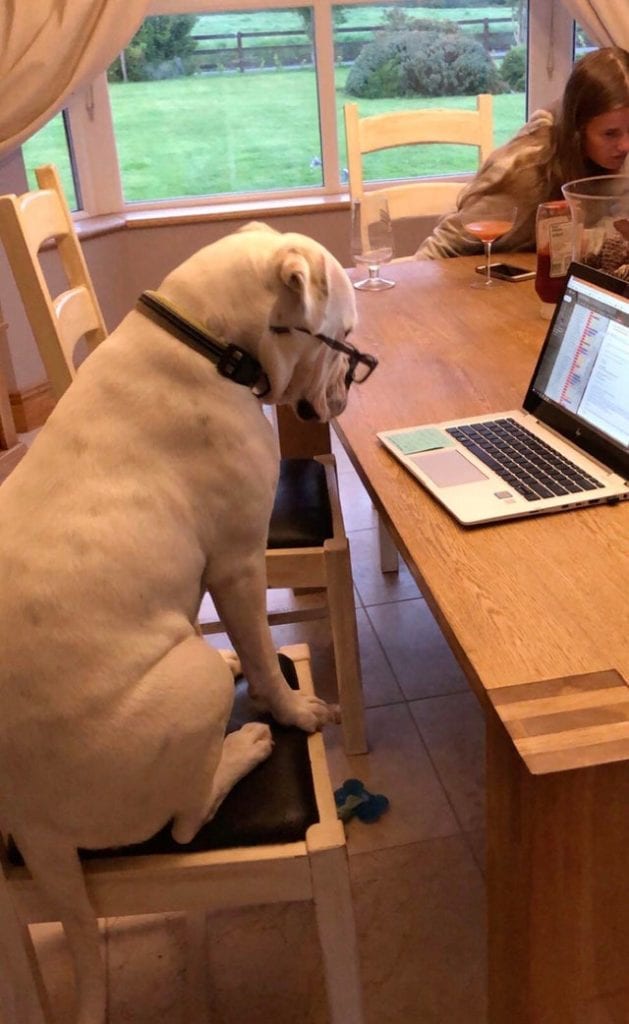 55 Hardworking Dogs with Jobs Prove Why They Deserve to Be Our Best Friends