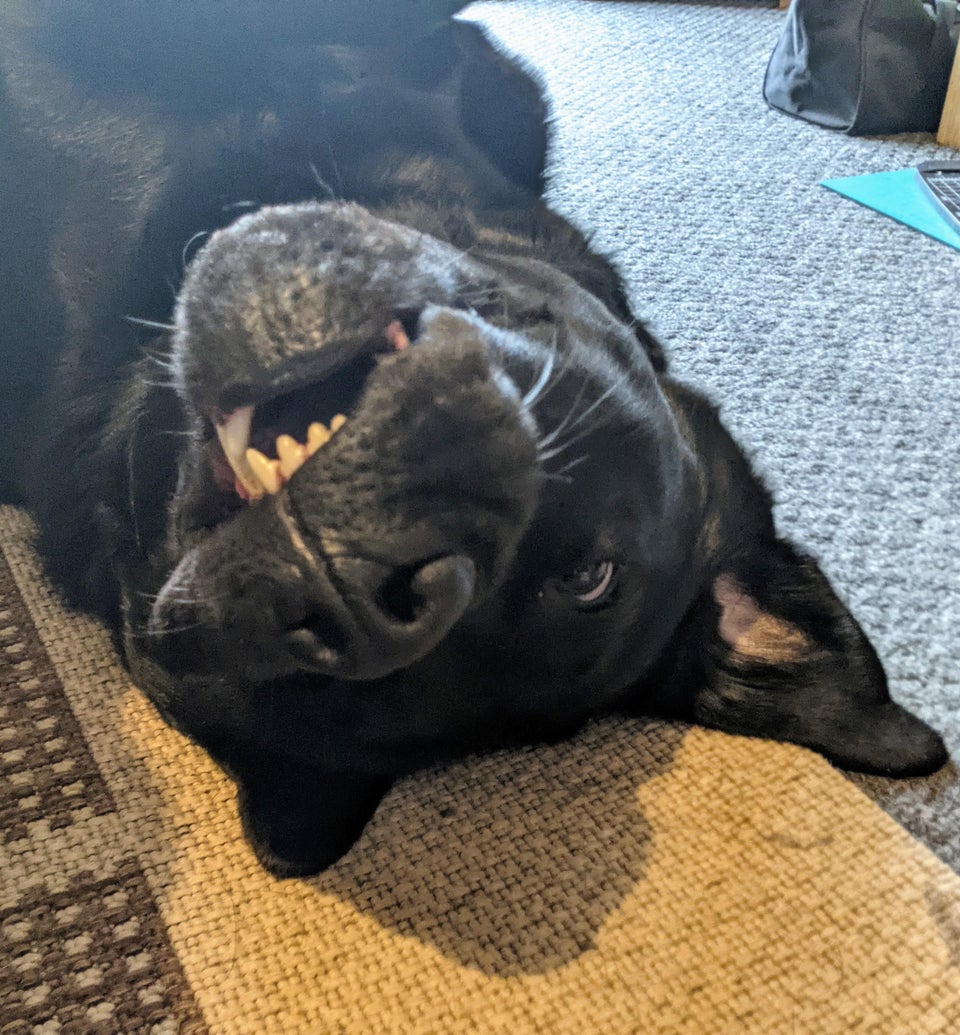 55 Hardworking Dogs with Jobs Prove Why They Deserve to Be Our Best Friends