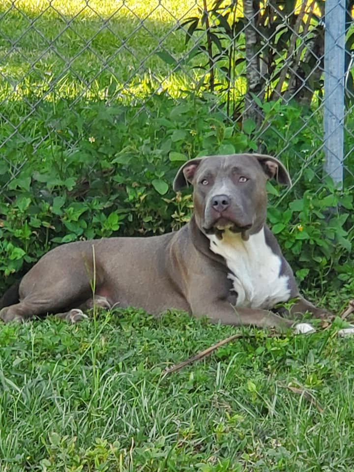Boy comes home from school and sees dog he thought was lost forever