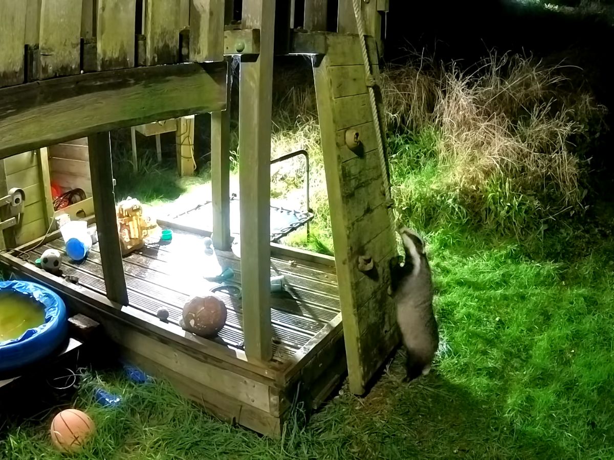 Baby stoats discover trampoline in backyard and have a heyday