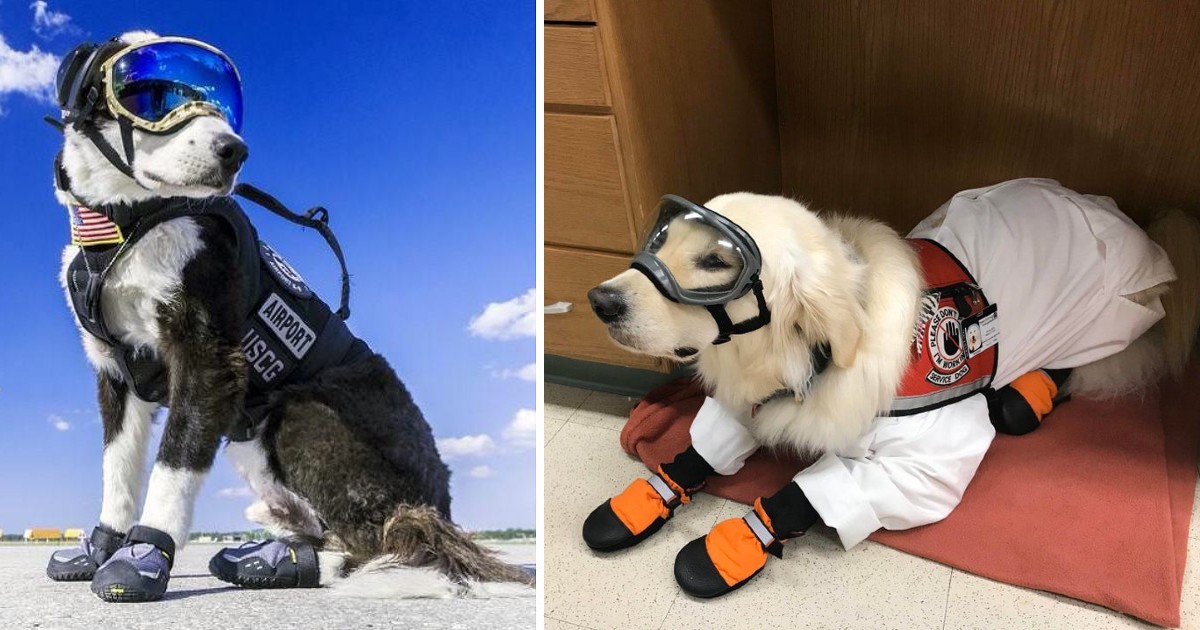 55 Hardworking Dogs with Jobs Prove Why They Deserve to Be Our Best Friends