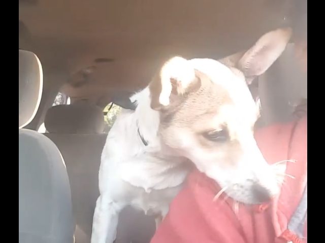 Stray dog found crying on side of road immediately goes in for kiss ...