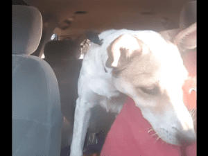 Stray dog found crying on side of road immediately goes in for kiss ...