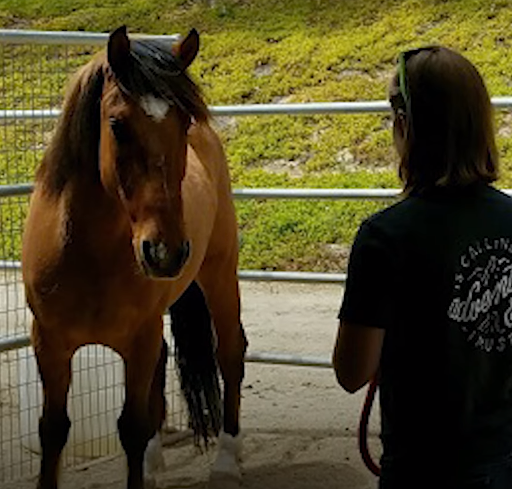 Woman Sees Ad On Craigslist For Wild Horse She Rescued