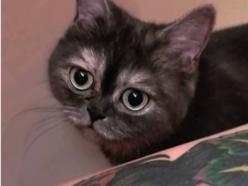 Woman adopts cat that was labeled as "ugly" at the shelter