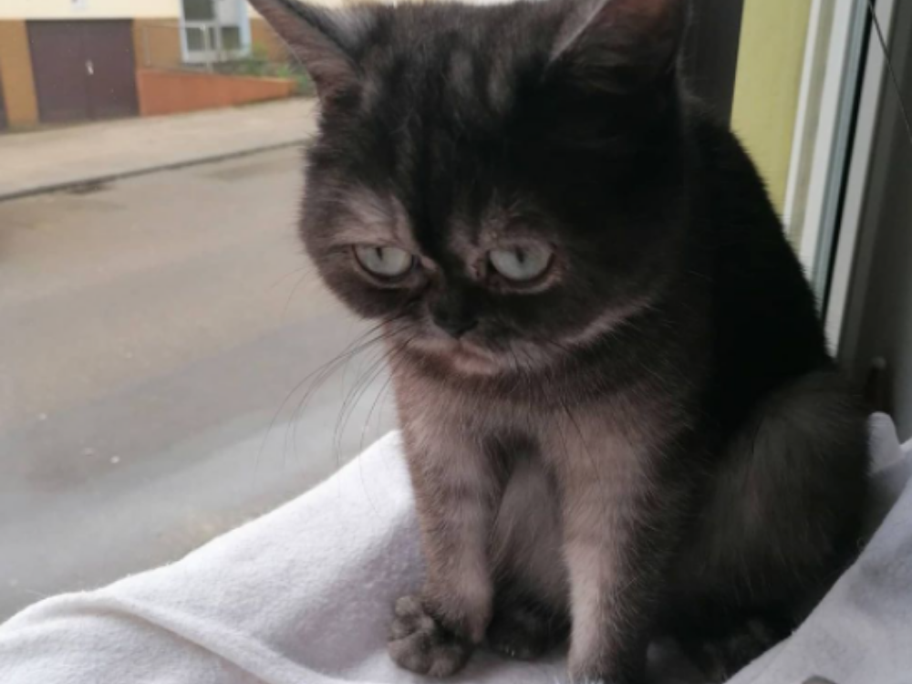 Woman adopts cat that was labeled as "ugly" at the shelter