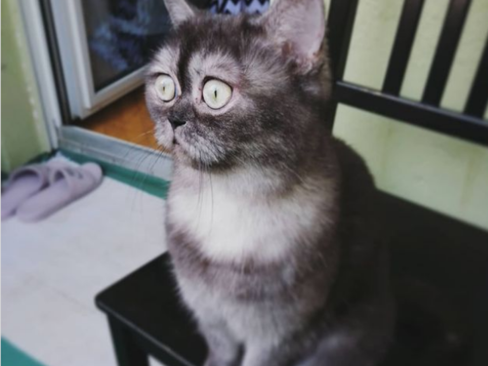 Woman adopts cat that was labeled as "ugly" at the shelter