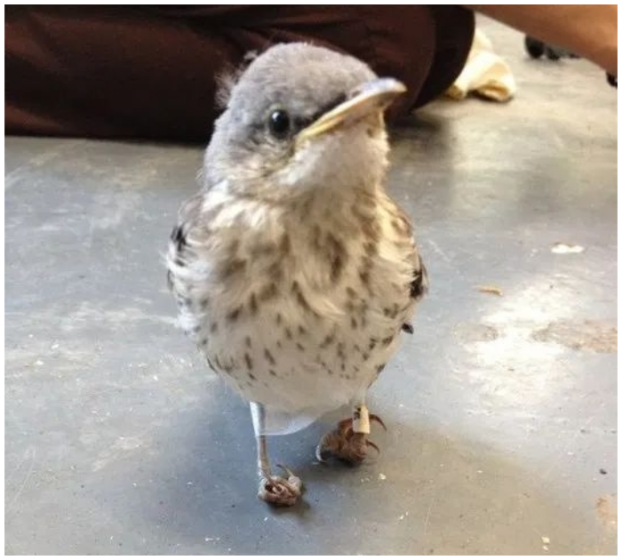 Vets make casts to help bird with deformed feet and they look like tiny ...