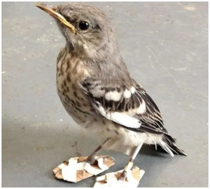 Vets make casts to help bird with deformed feet and they look like tiny ...