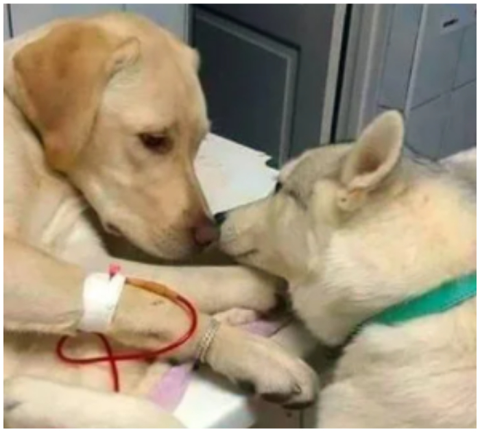 Vet hires assistant “comfort dog” to console all the sick and scared ...