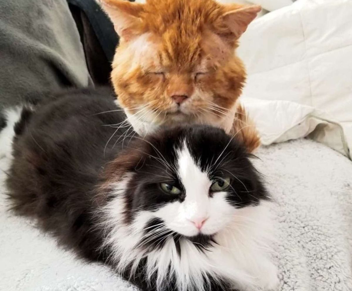 Homeless cat knocks on door begging to be let in so he can escape the cold