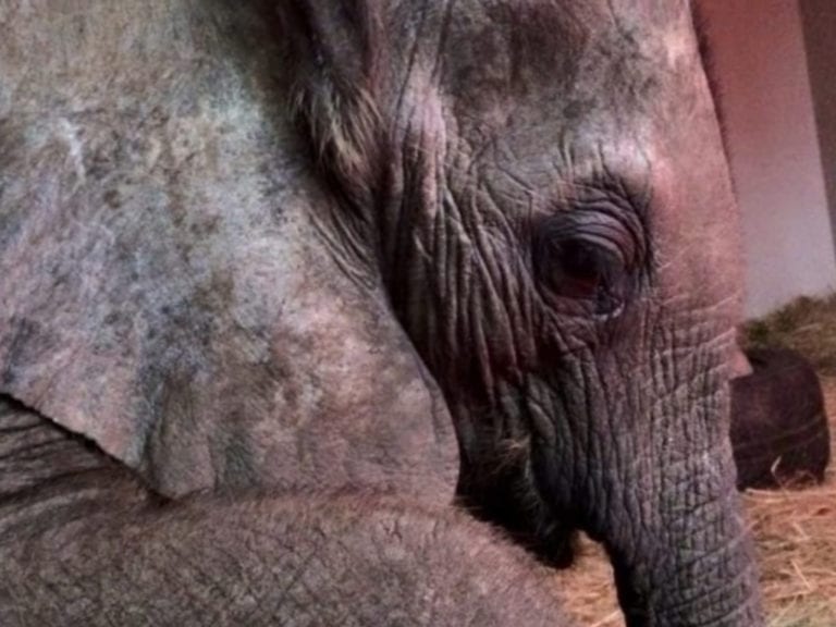 Lonely baby elephant cast aside by his herd meets unlikely new friend