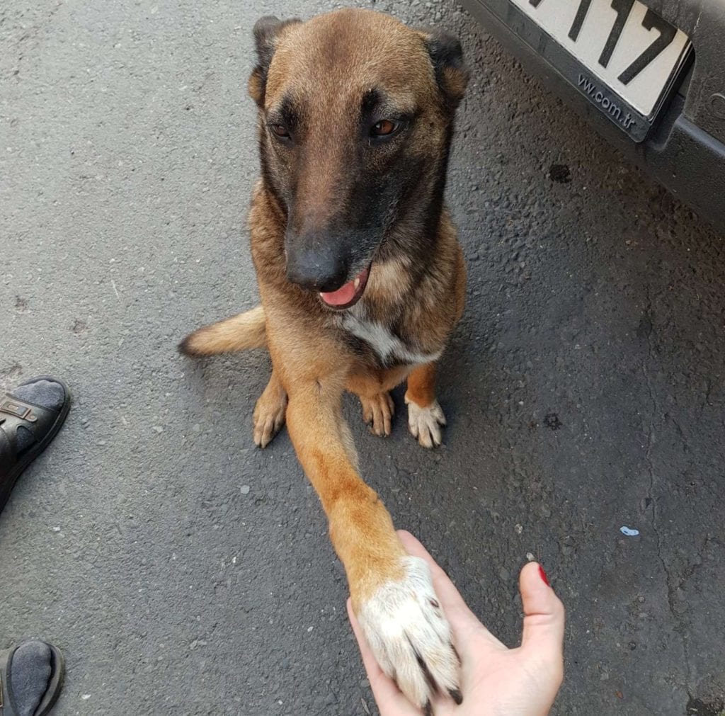Injured stray dog runs to pharmacist and asks for help with injured paw