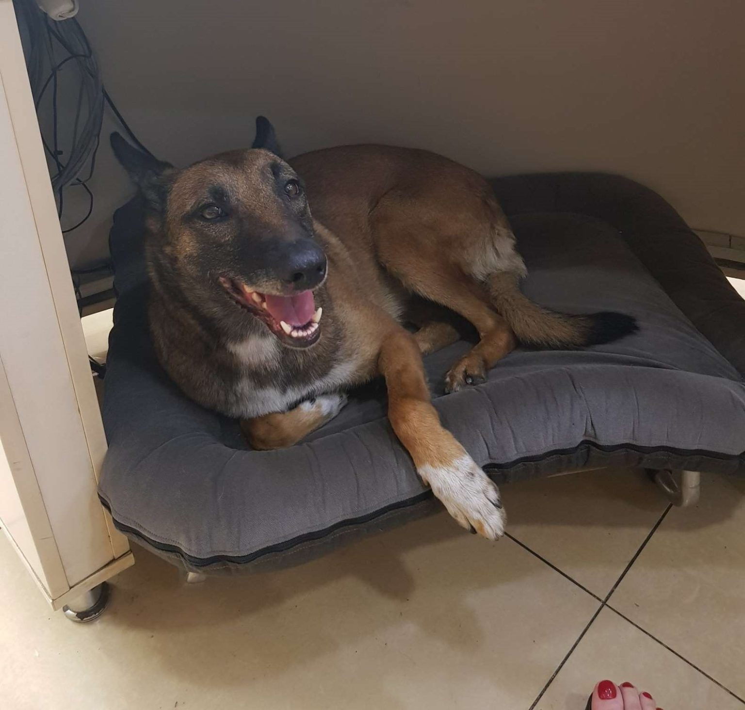 Injured stray dog runs to pharmacist and asks for help with injured paw