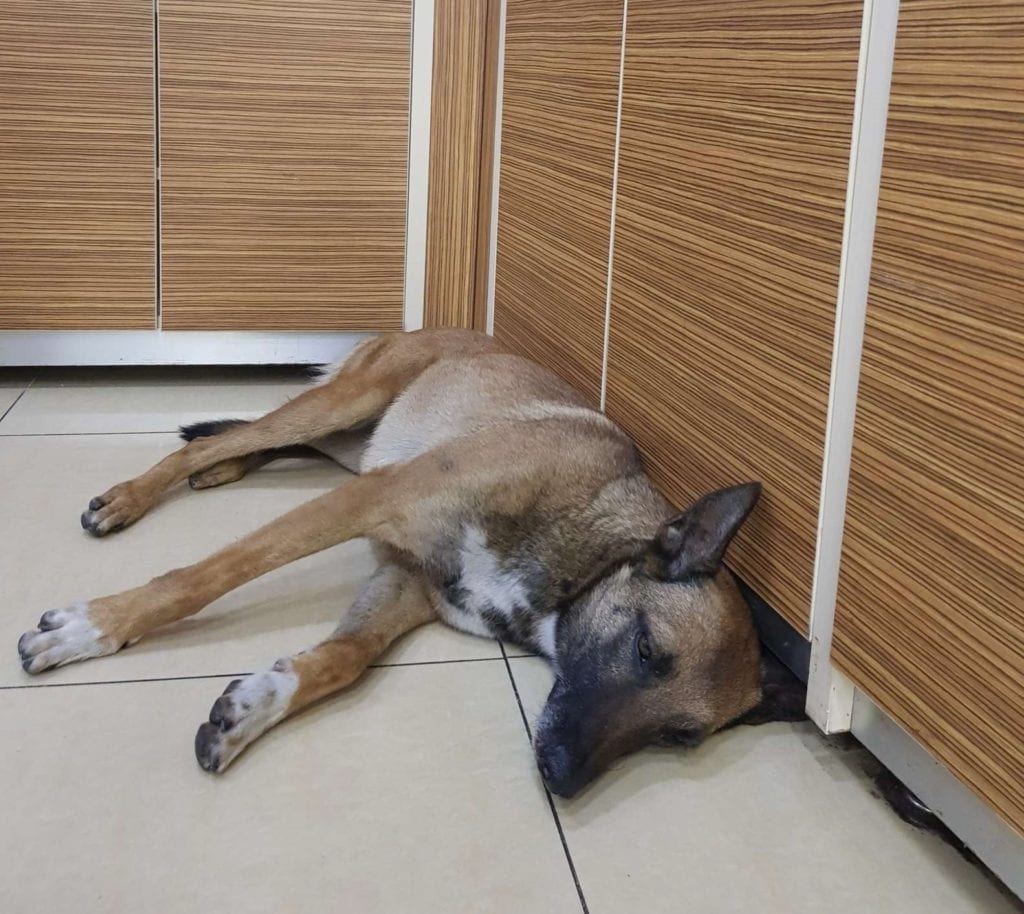 Injured stray dog runs to pharmacist and asks for help with injured paw