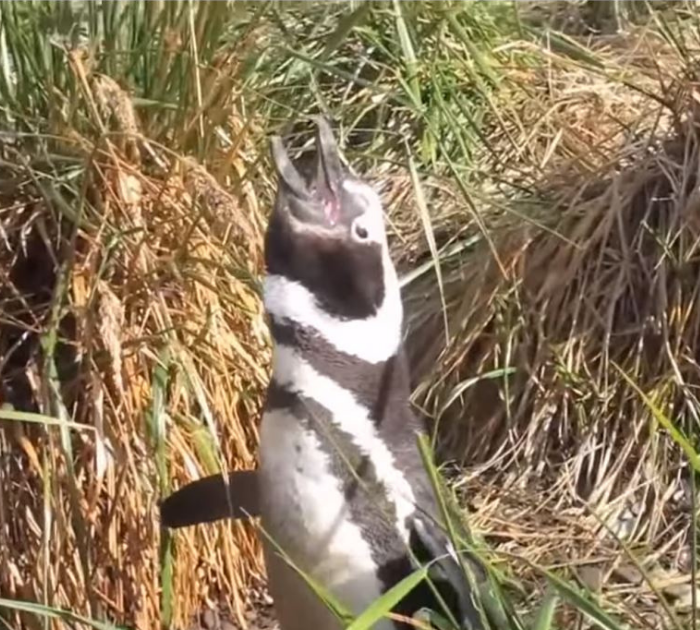 Penguin swims 5,000 miles every year to visit the man who saved him