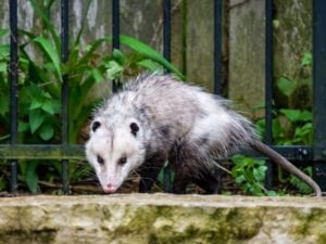 Trail cam footage showing possum shoving skunk into pond wins the internet