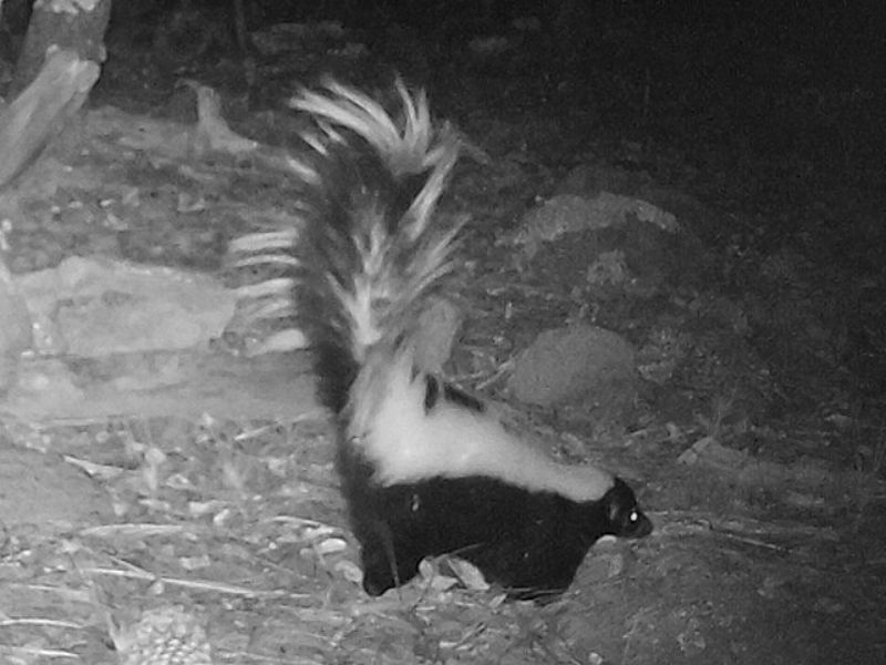 Trail cam footage showing possum shoving skunk into pond wins the internet