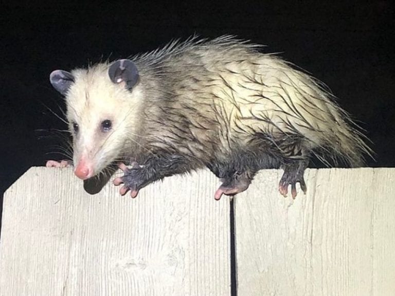 Trail cam footage showing possum shoving skunk into pond wins the internet